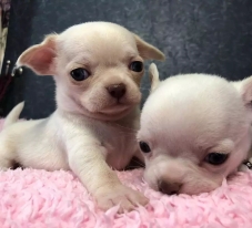 Vendo bellissimi cuccioli di chihuahua